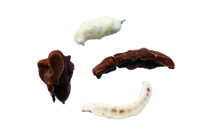 Chocolate Covered Insects